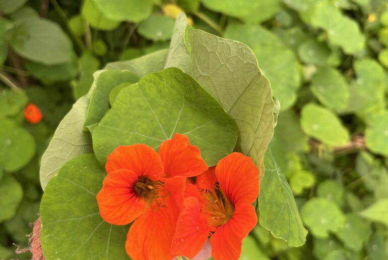 Drei leckere und gesunde Hagebutten-Essig | Heger und Sammler